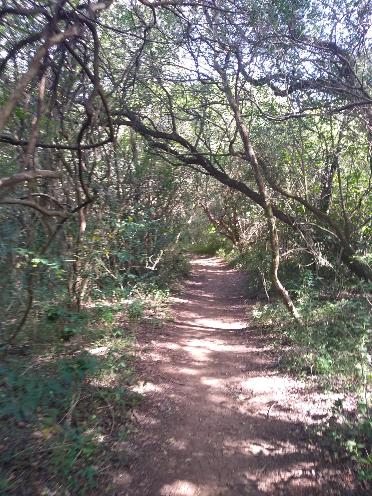 Escritores independientes. Brillarn.!!! Una obra de Alcyon